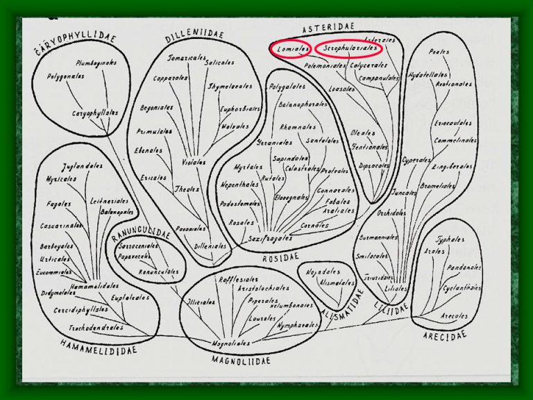 Rendszertani vázlatok – Lamiidae | Plantarium