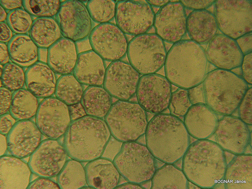 Sejttan – aleuron | Plantarium
