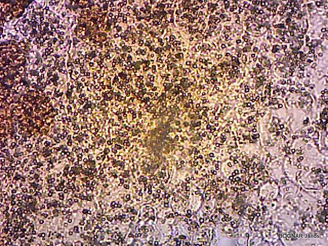 Sejttan – aleuron | Plantarium