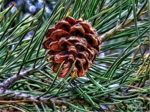 A toboz – tévhitek és a valóság | Plantarium