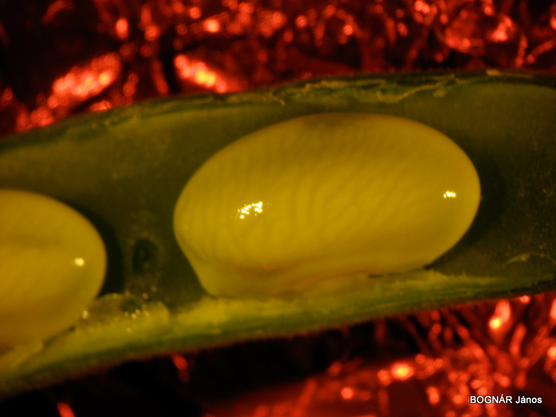 Alaktan/ termés / – placentáció | Plantarium