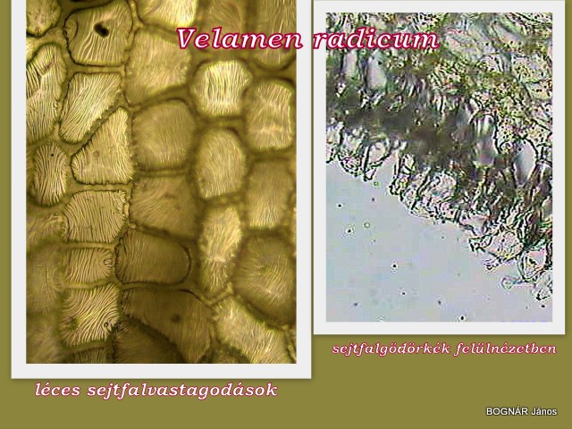 Alaktan/ gyökér / – valódi léggyökér | Plantarium