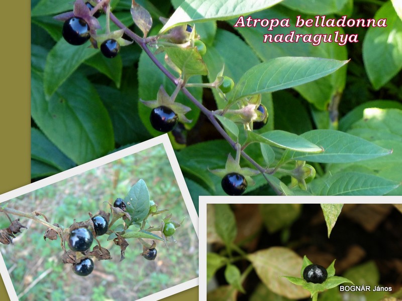 Alaktan/ termés / – bogyótermés | Plantarium