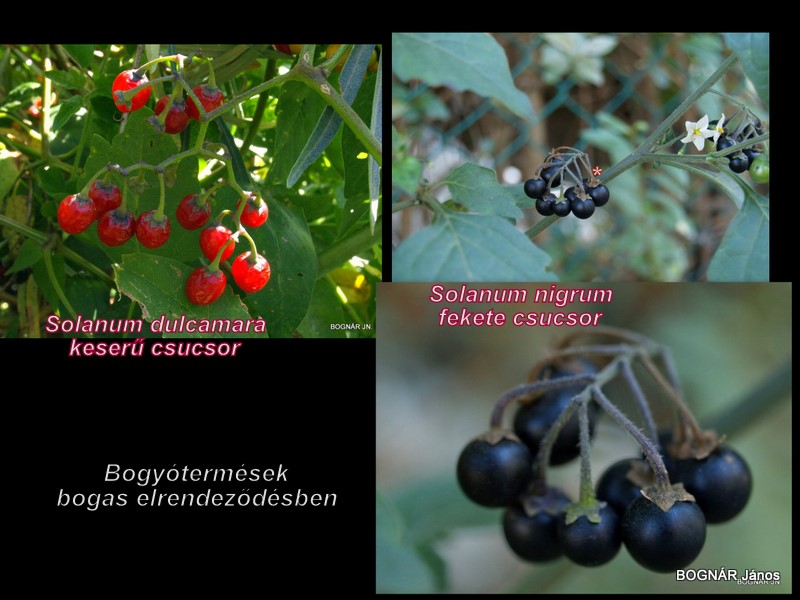 Alaktan/ termés / – bogyótermés | Plantarium