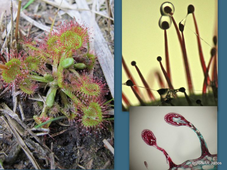 A rovarfogó és rovaremésztő levelek | Plantarium