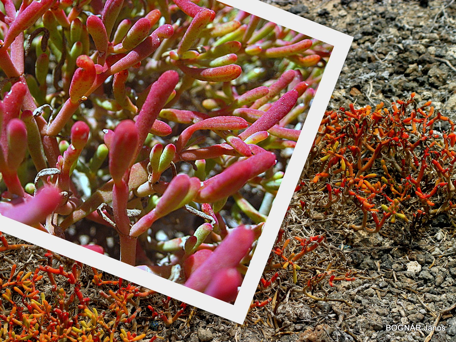 Aizoaceae | Plantarium