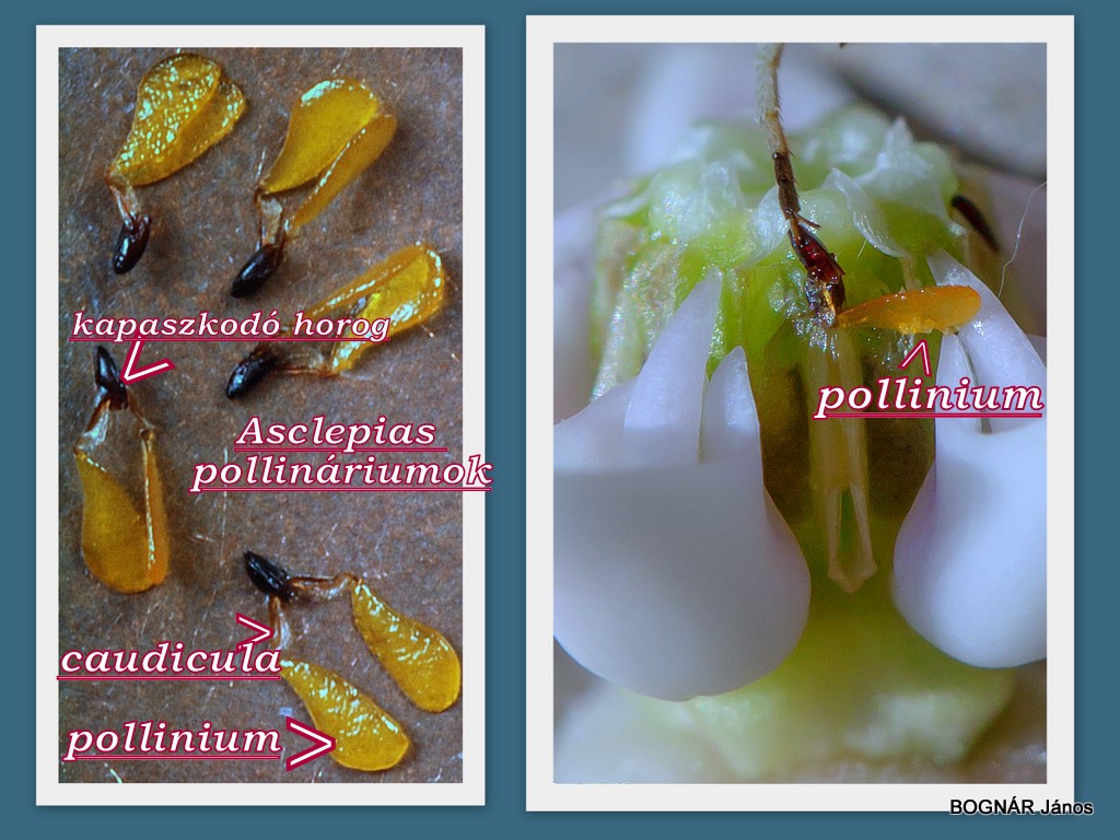 A pollinium – pollinárium pollentársaságok | Plantarium