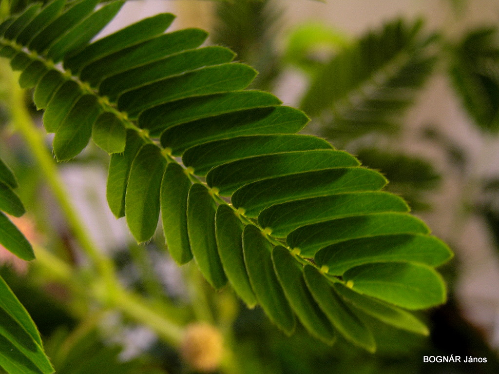 Alaktan/ levél / – pulvinus | Plantarium