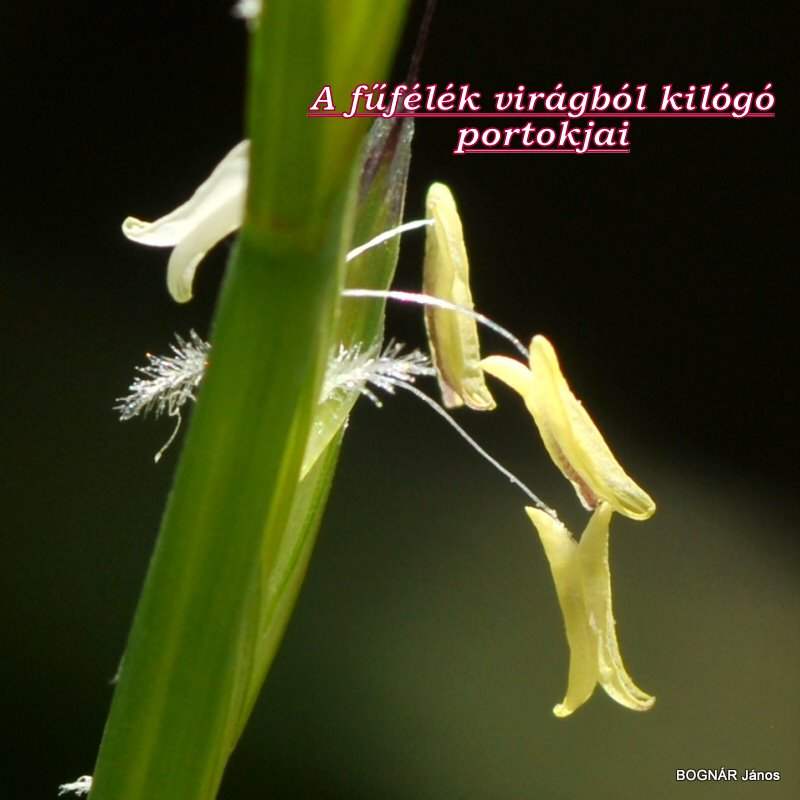 Alaktan/ virág / – a porzók felépítése | Plantarium