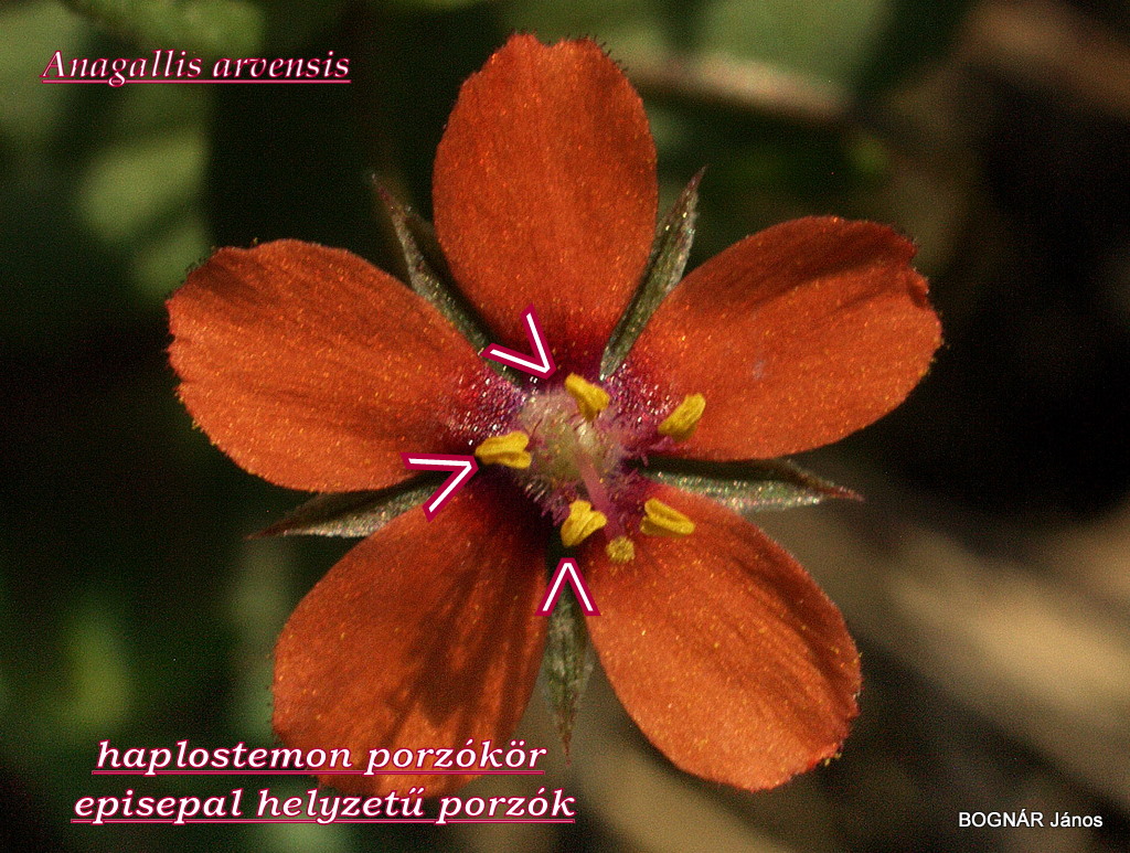 androeceum | Plantarium