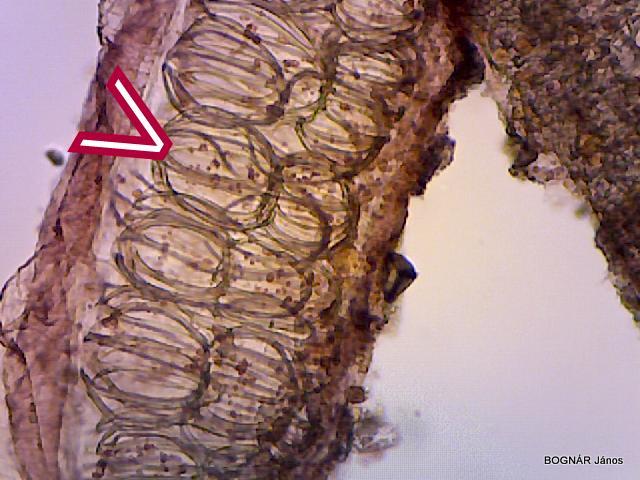 Alaktan/ virág / – pollenkiszóródás:antézis | Plantarium