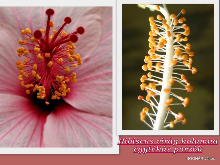 Alaktan/ virág / – a porzók felépítése | Plantarium