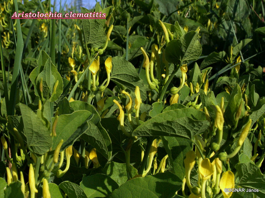 Közönséges farkasalma – Aristolochia clematitis | Plantarium