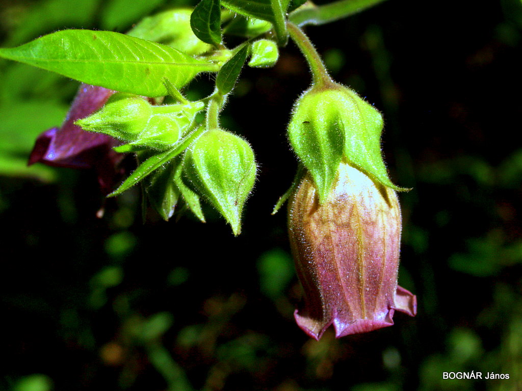 Maszlagos nadragulya – Atropa belladonna | Plantarium