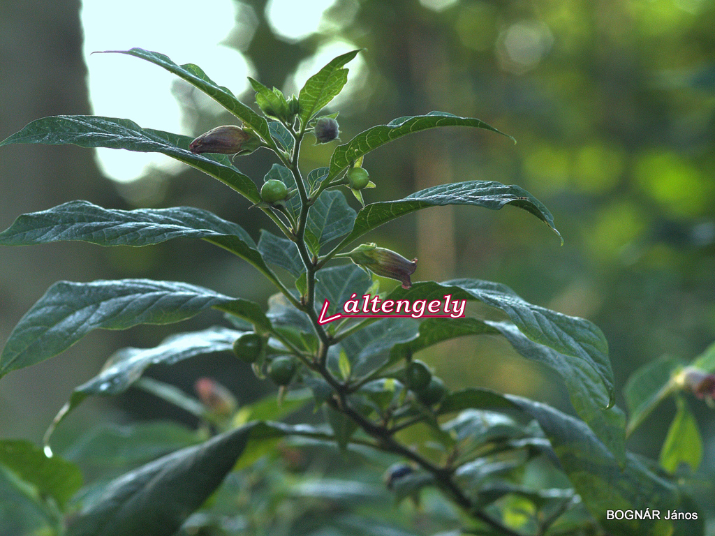 Maszlagos nadragulya – Atropa belladonna | Plantarium