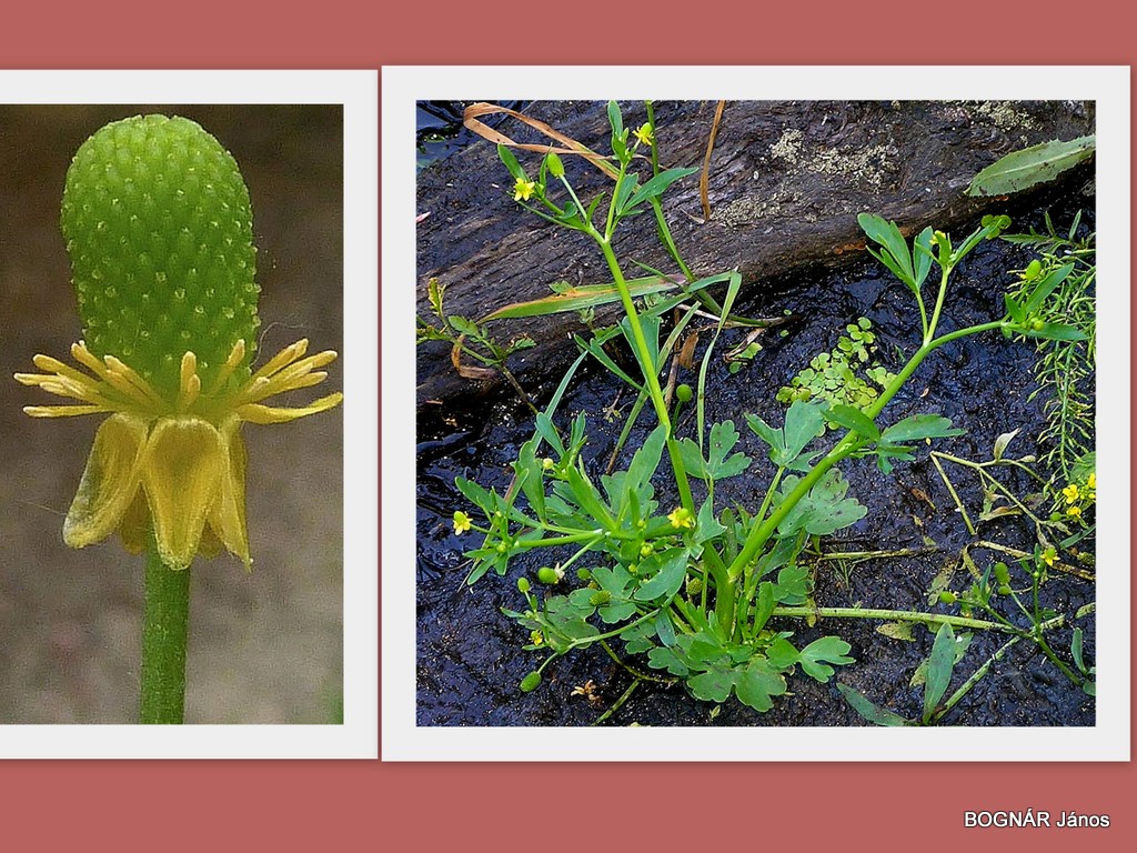 Apokarp termőtáj | Plantarium