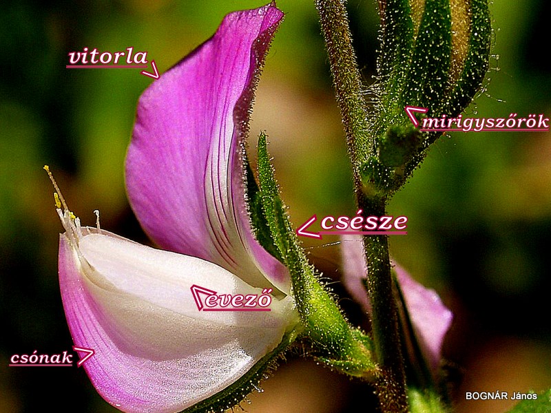 pillangós virág | Plantarium