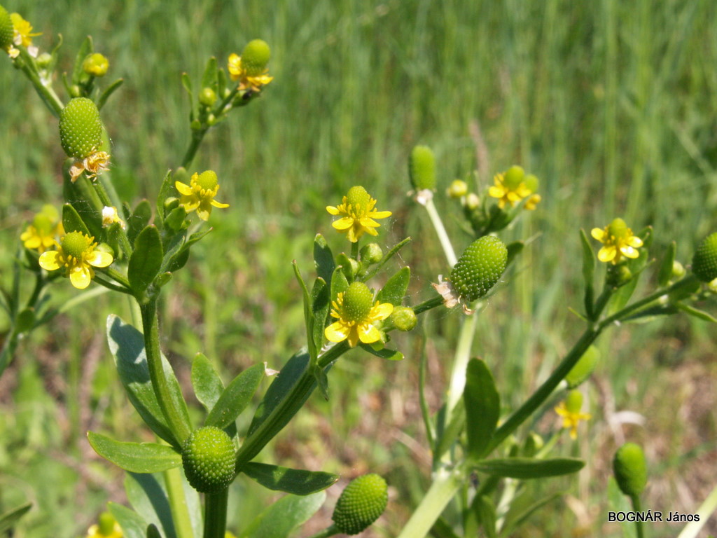 Torzsikaboglárka – Ranunculus sceleratus | Plantarium