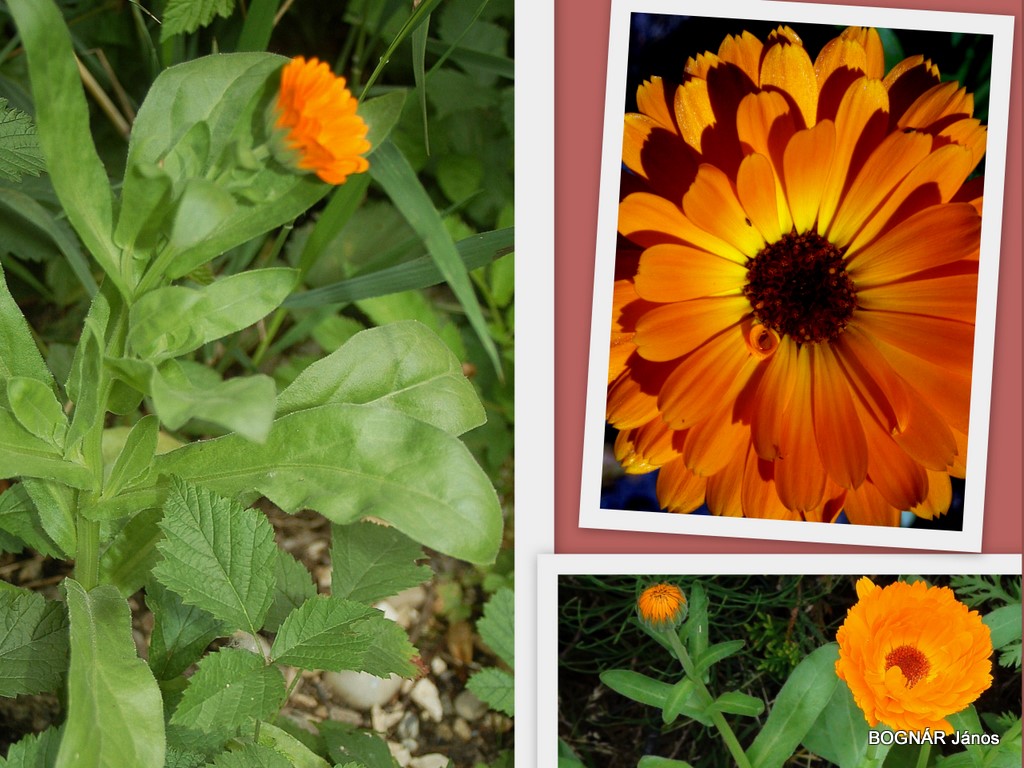 Körömvirág – Calendula officinalis | Plantarium