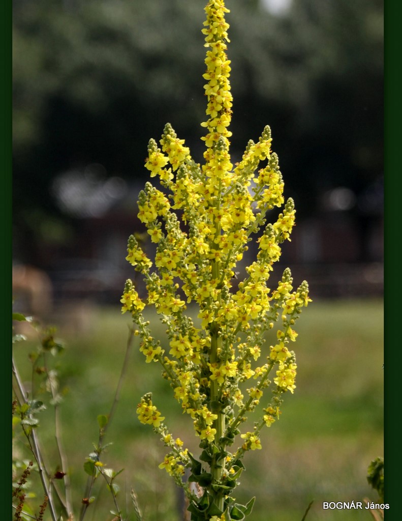 Botanikai szemléltető | Plantarium | 2 oldal