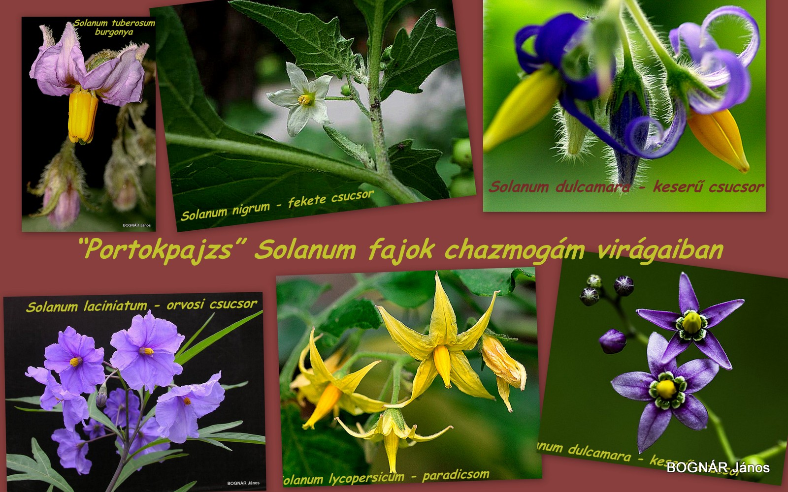 Autogámia – Önbeporzás | Plantarium